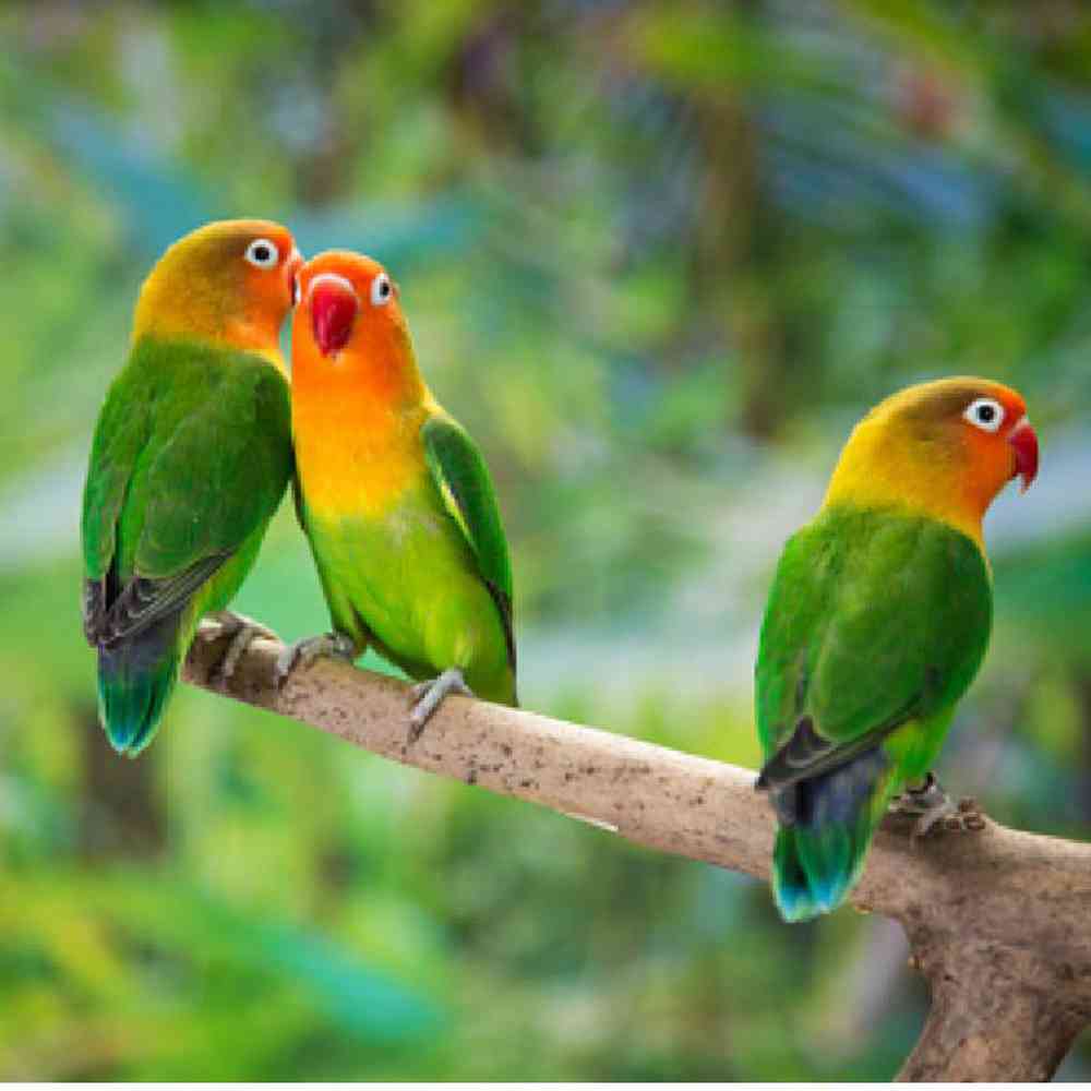 Pets for Sale - Dot's Pet Center