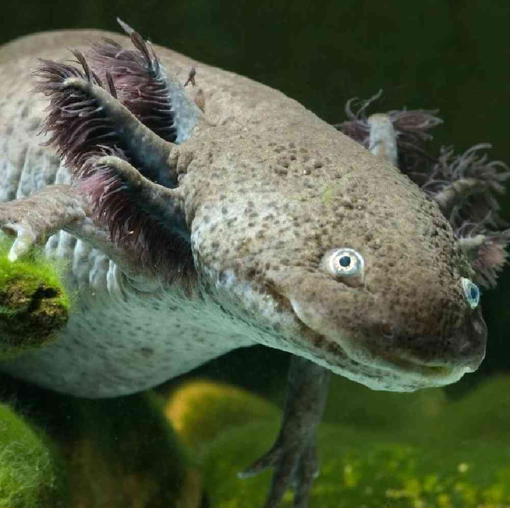 Pets for Sale - Dot's Pet Center