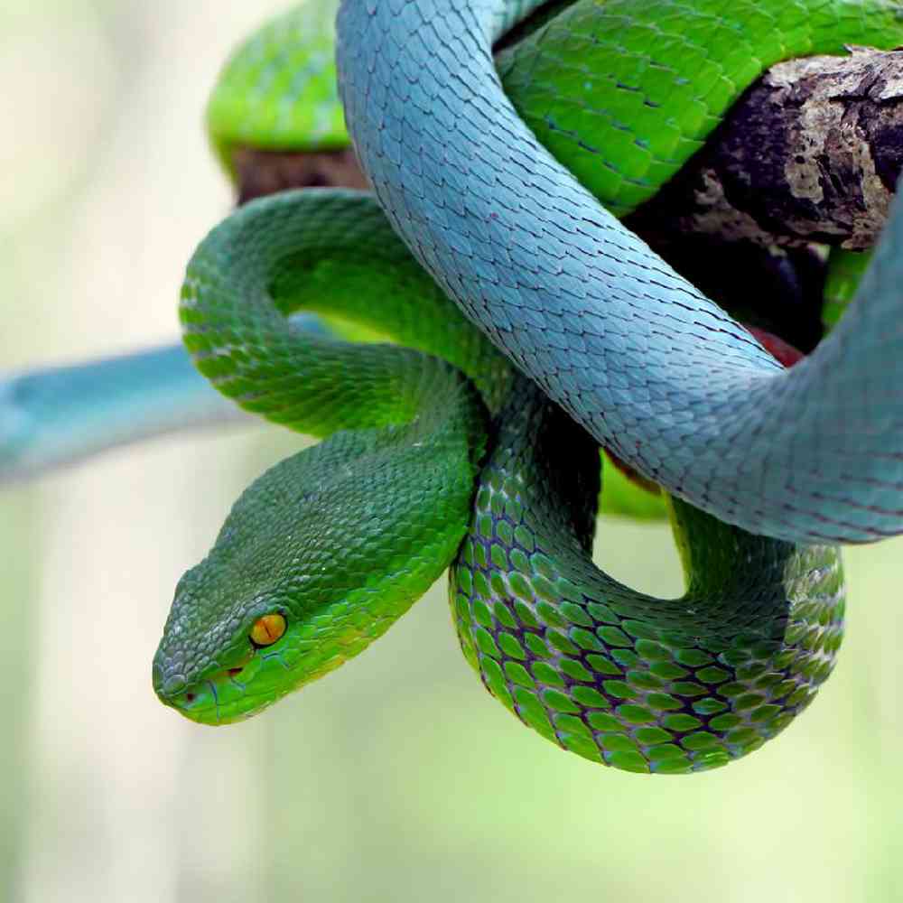 Pets for Sale - Dot's Pet Center