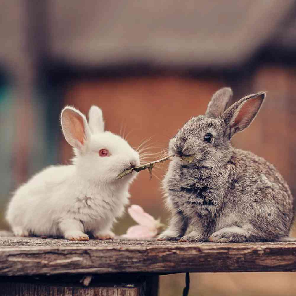 Pets for Sale - Dot's Pet Center